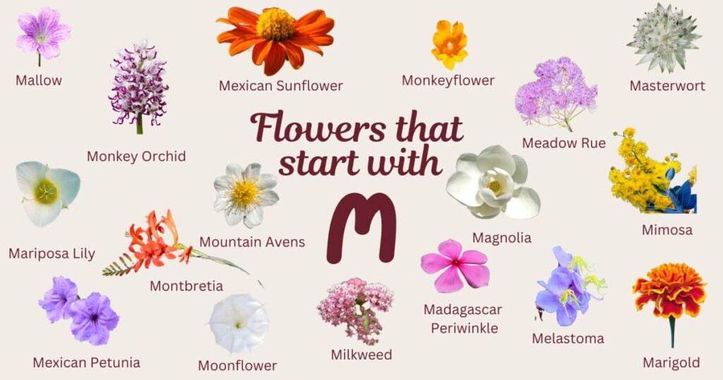 flowers that start with M: meanings, types, symbolism,